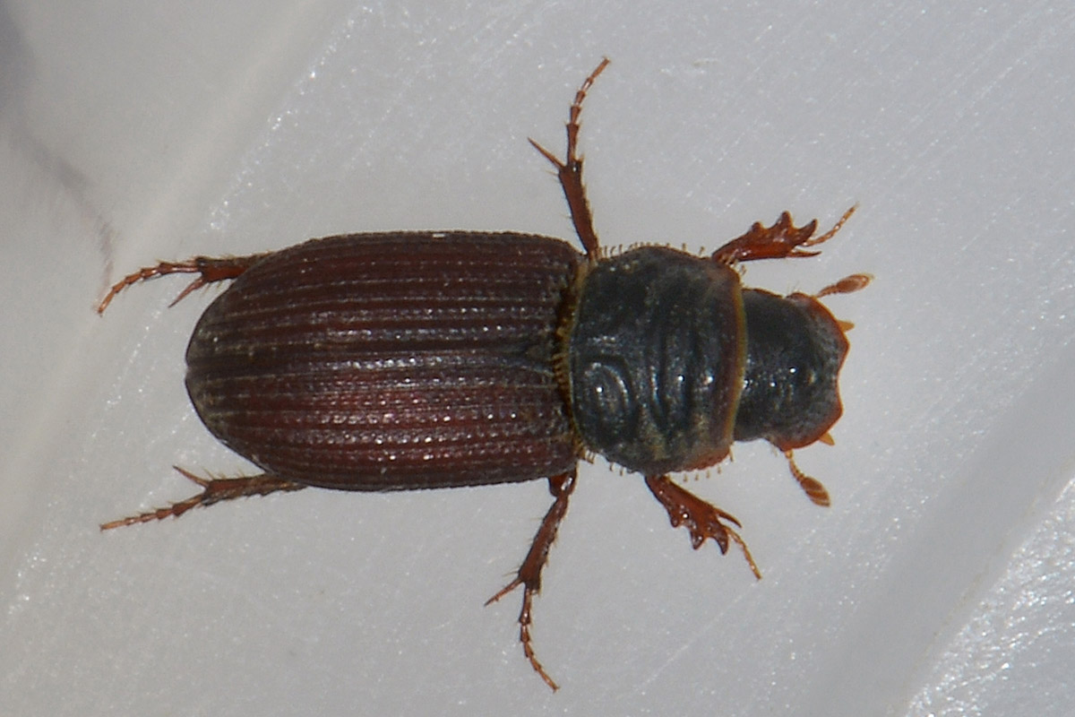 Rhyssemus sp? , Natura Mediterraneo | Forum Naturalistico