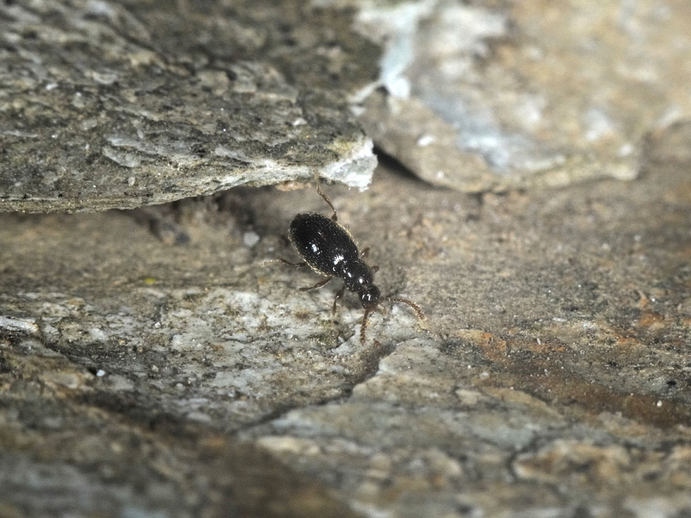 Scydmaenidae , Natura Mediterraneo | Forum Naturalistico
