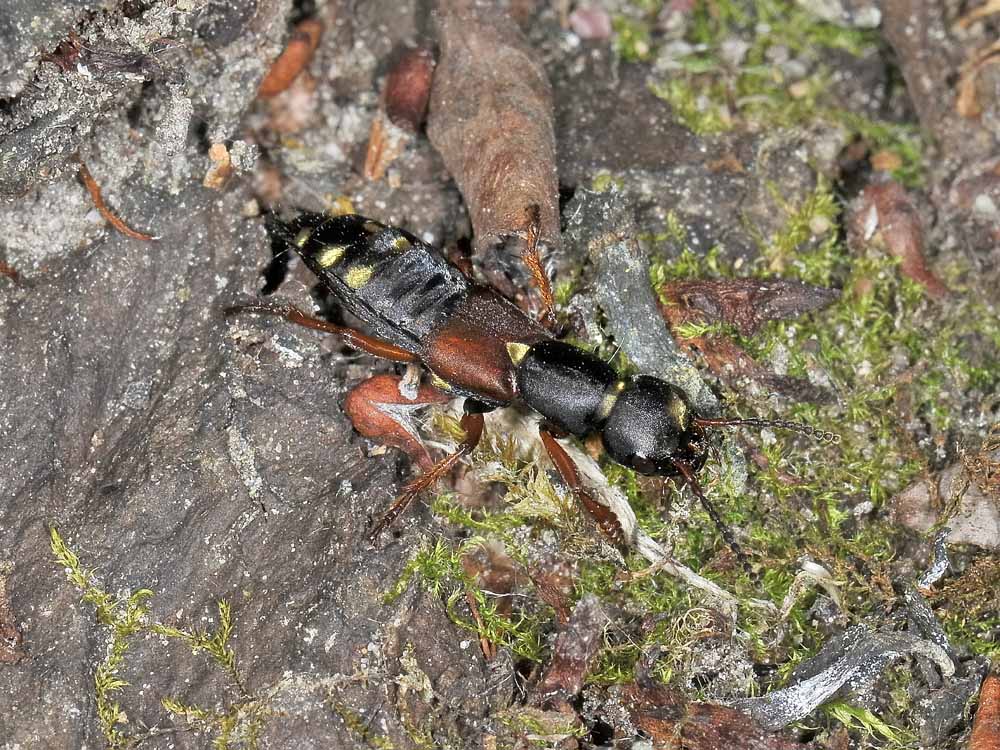 Staphylinidae da id. - Staphylinus erythropterus , Natura Mediterraneo ...