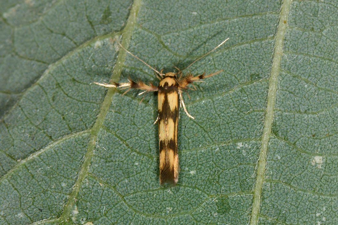 Stathmopodidae? Sì , Stathmopoda pedella , Natura Mediterraneo | Forum ...