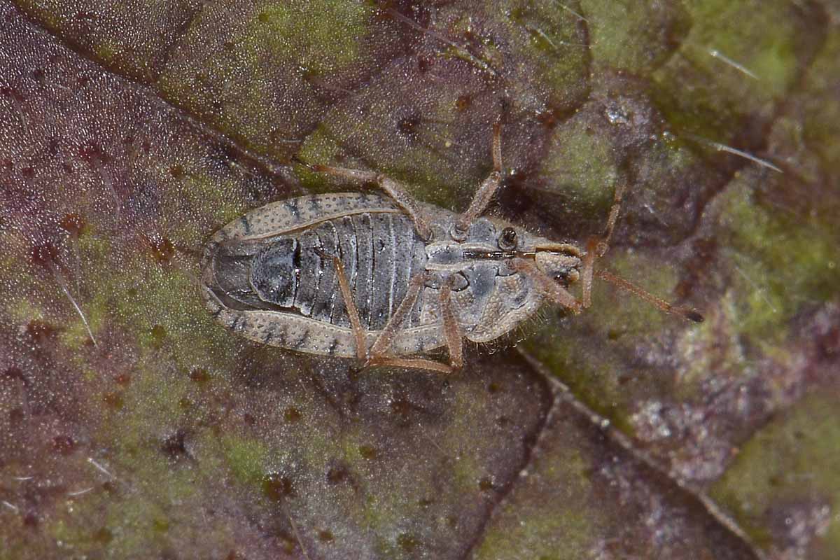 Tingidae: Tingis pilosa del Piemonte (TO) , Natura Mediterraneo | Forum ...