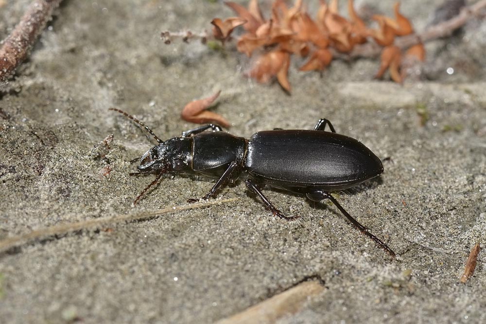 Broscus cephalotes (Carabidae) , Natura Mediterraneo | Forum Naturalistico