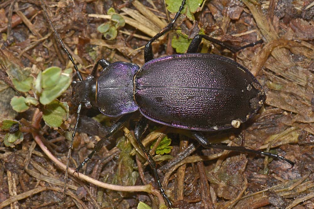 Carabus violaceus picenus , Natura Mediterraneo | Forum Naturalistico