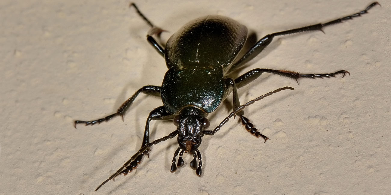 Carabus convexus, maschio , Natura Mediterraneo | Forum Naturalistico