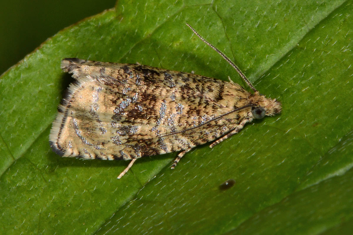Tortricidae - Cydia sp. e Celypha lacunana , Natura Mediterraneo ...