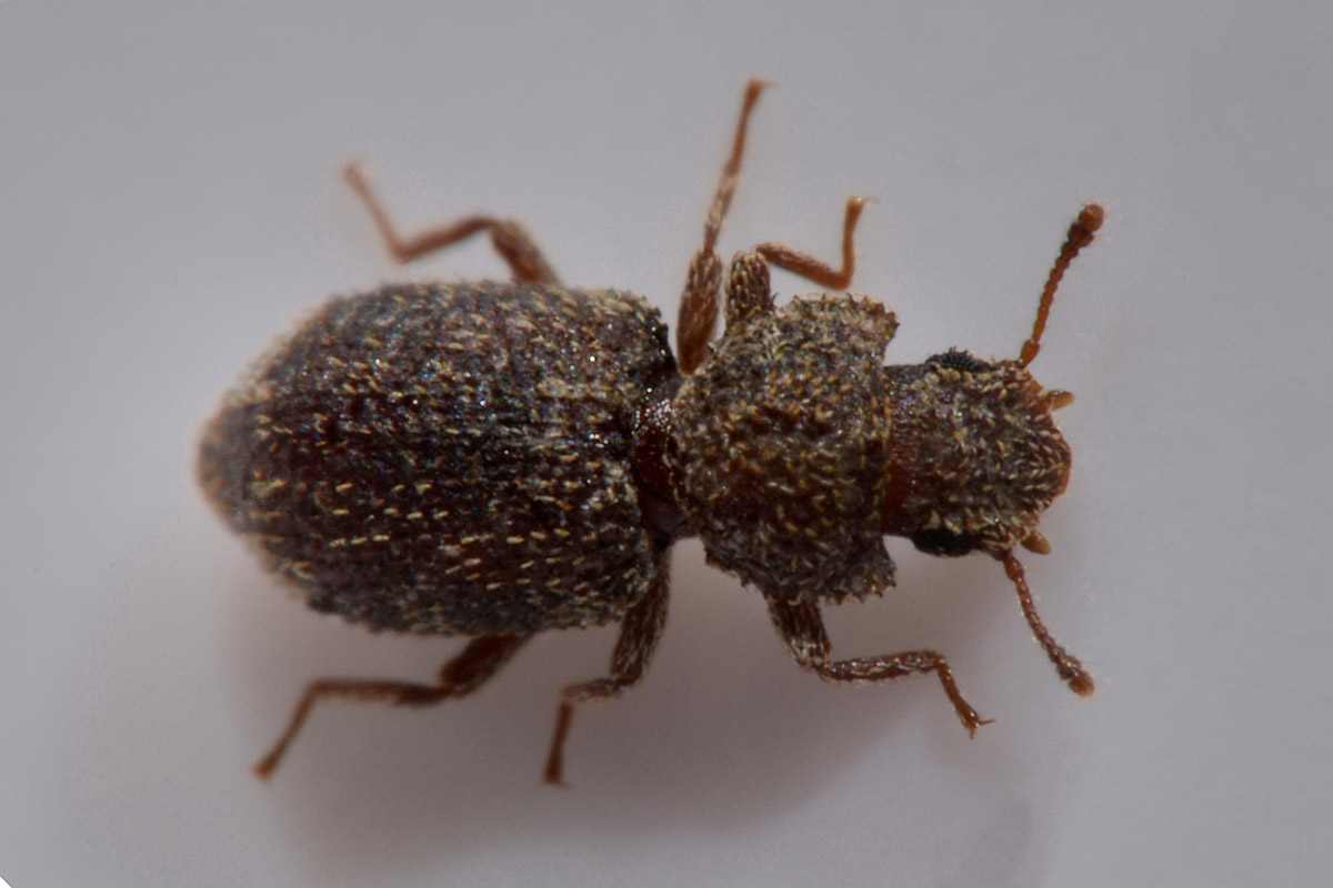 Zopheridae: Coxelus pictus , Natura Mediterraneo | Forum Naturalistico