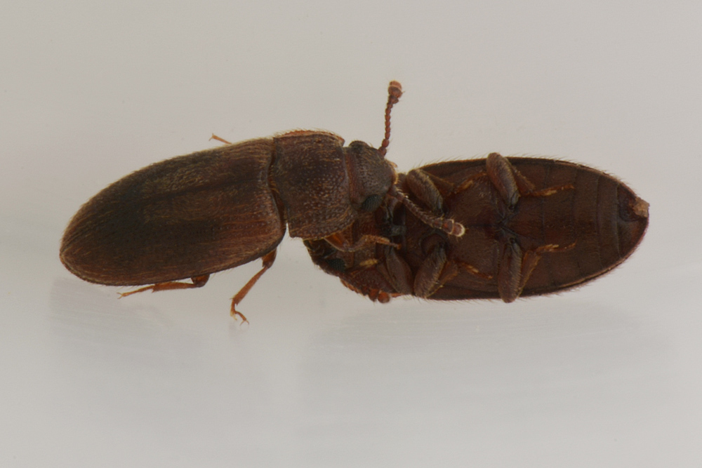 Diplocoelus fagi - Biphyllidae , Natura Mediterraneo | Forum Naturalistico