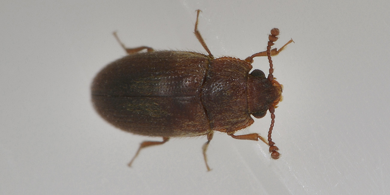 Diplocoelus fagi - Biphyllidae , Natura Mediterraneo | Forum Naturalistico