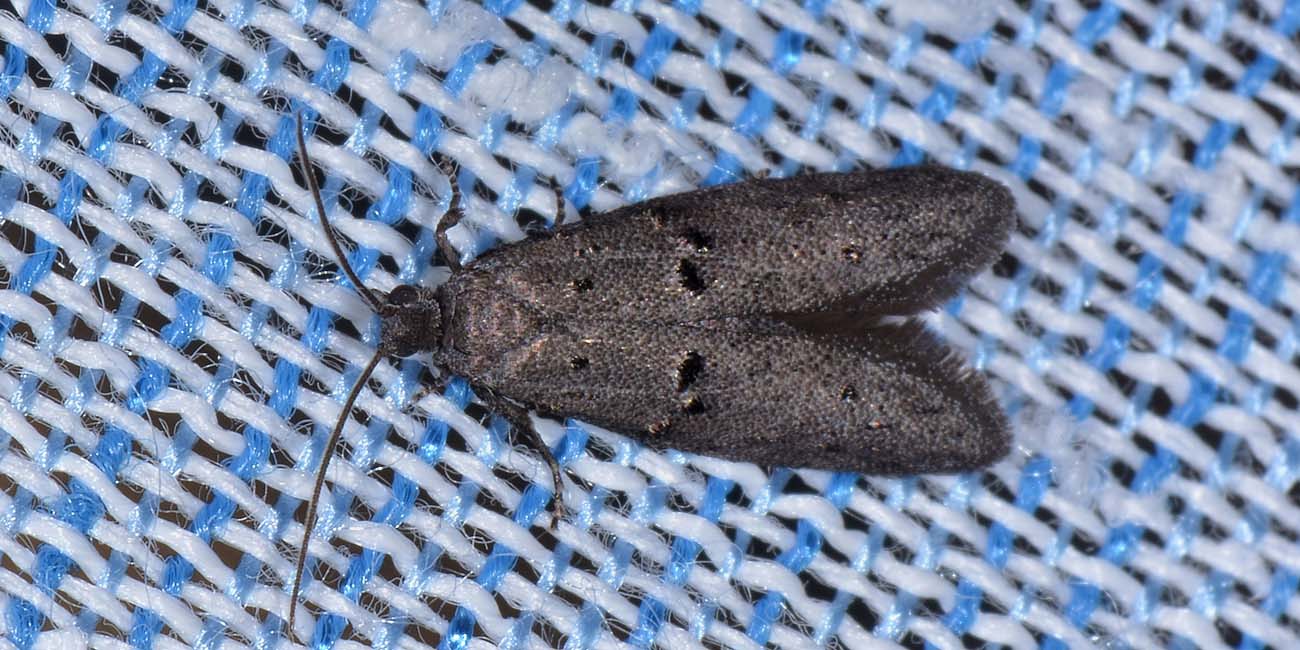 Gelechiidae? , Natura Mediterraneo | Forum Naturalistico