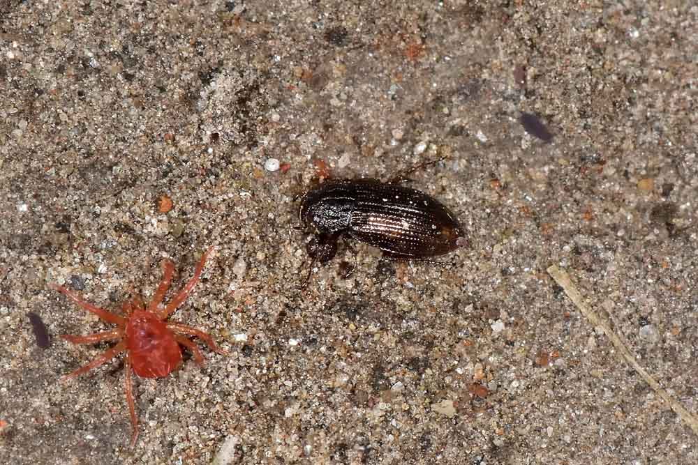 Helophoridae: Helophorus sp. , Natura Mediterraneo | Forum Naturalistico
