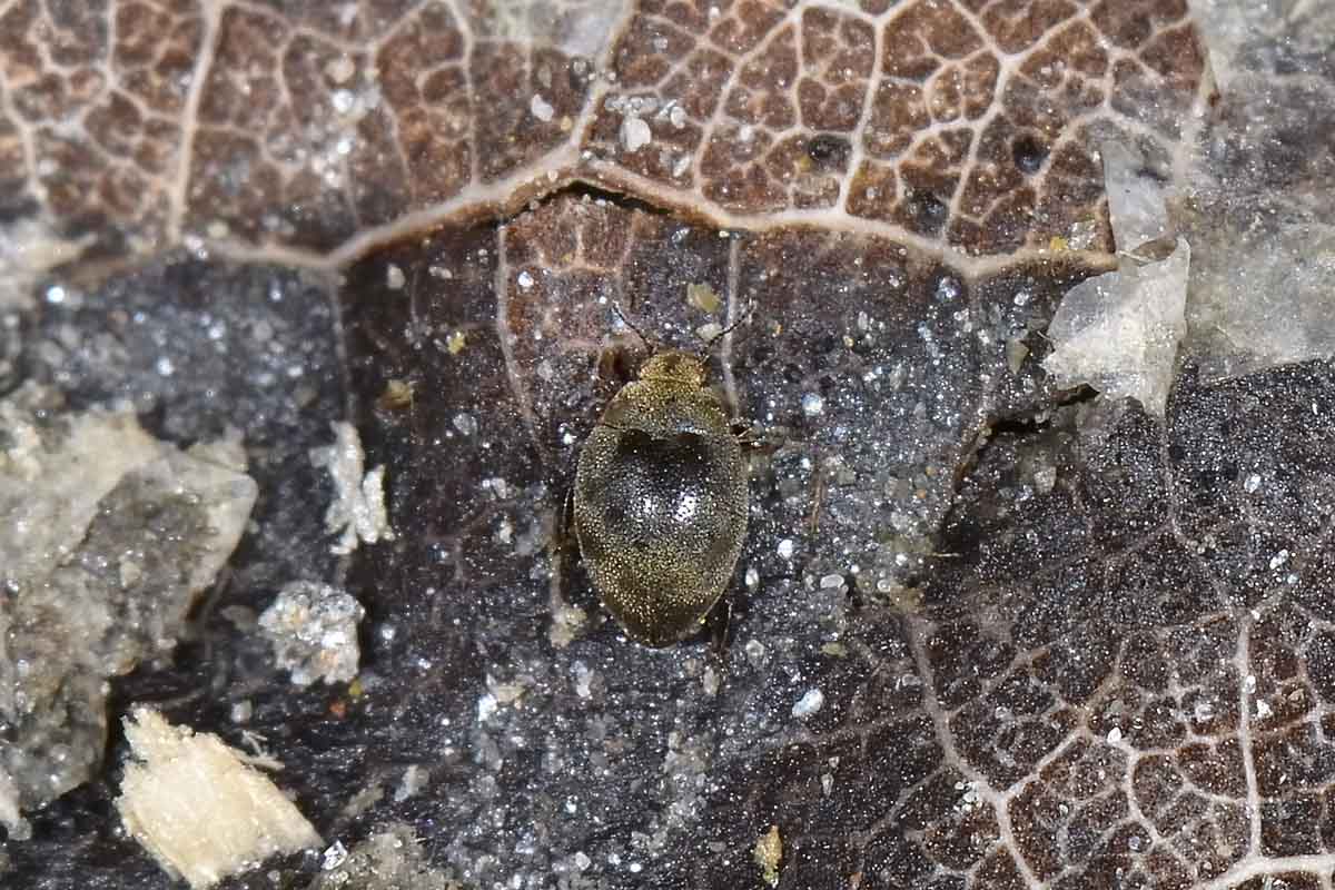 Limnichidae: Limnichus aff. incanus , Natura Mediterraneo | Forum ...