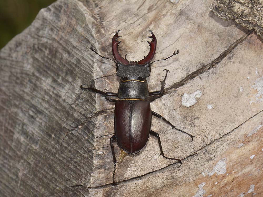 Lucanus cervus - Lucanidae , Natura Mediterraneo | Forum Naturalistico