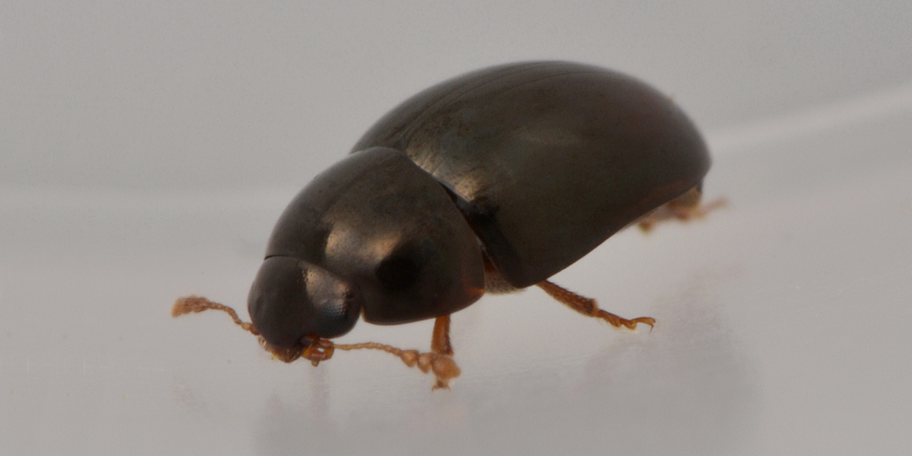 Phalacridae: Olibrus sp? , Natura Mediterraneo | Forum Naturalistico