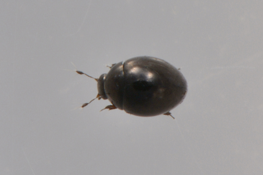 Sphaeriusidae: Sphaerius acaroides , Natura Mediterraneo | Forum ...