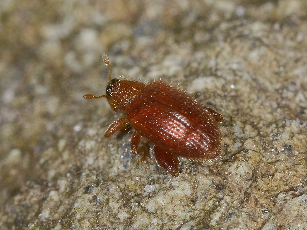 Rhynchaenus rufus? , Natura Mediterraneo | Forum Naturalistico