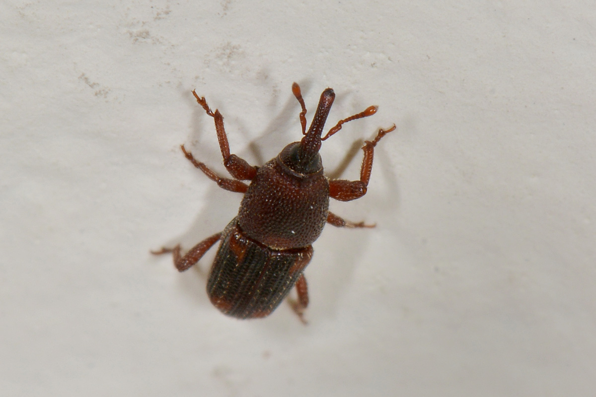 Dryophthoridae: Sitophilus sp. , Natura Mediterraneo | Forum Naturalistico