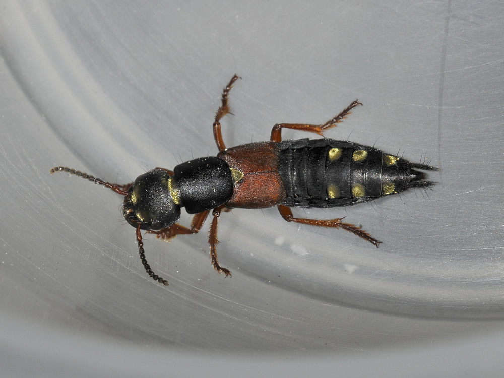 Staphylinidae da id. - Staphylinus erythropterus , Natura Mediterraneo ...