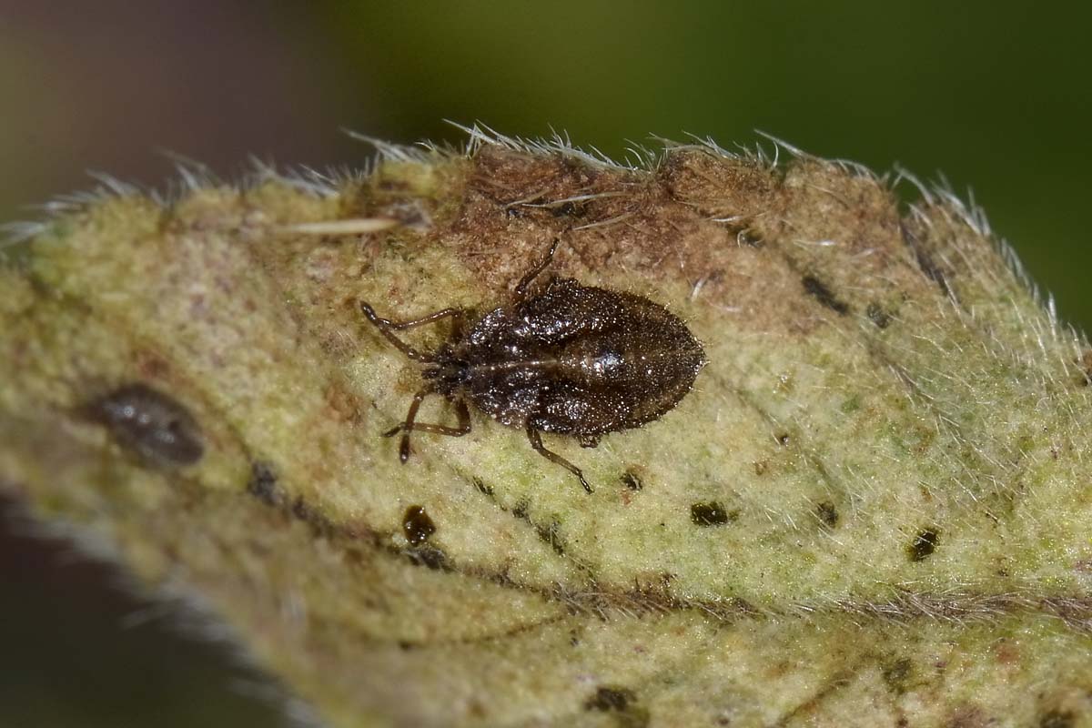 Tingidae: Tingis pilosa del Piemonte (TO) , Natura Mediterraneo | Forum ...