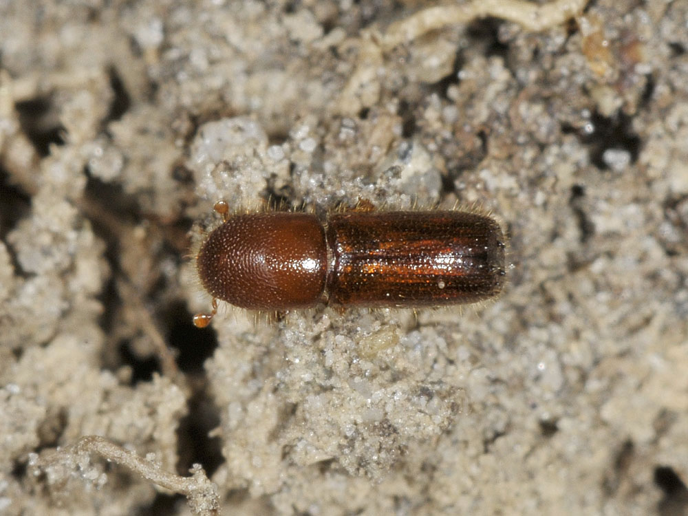 Xyleborus monographus (cf.) - Scolytidae , Natura Mediterraneo | Forum ...