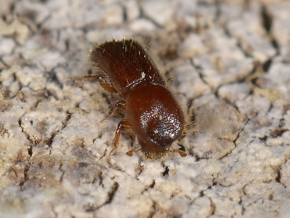 Xyleborus monographus (cf.) - Scolytidae , Natura Mediterraneo | Forum ...