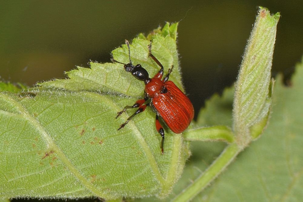 Attelabidae: Apoderus coryli , Natura Mediterraneo | Forum Naturalistico