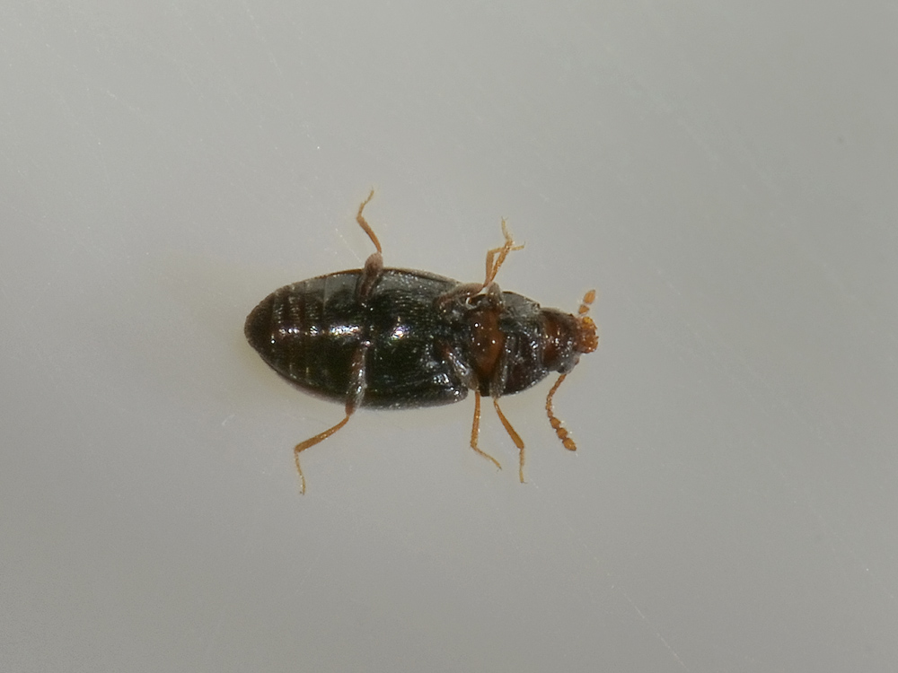 A quale famiglia appartiene? Atomaria sp. - Cryptophagidae , Natura ...