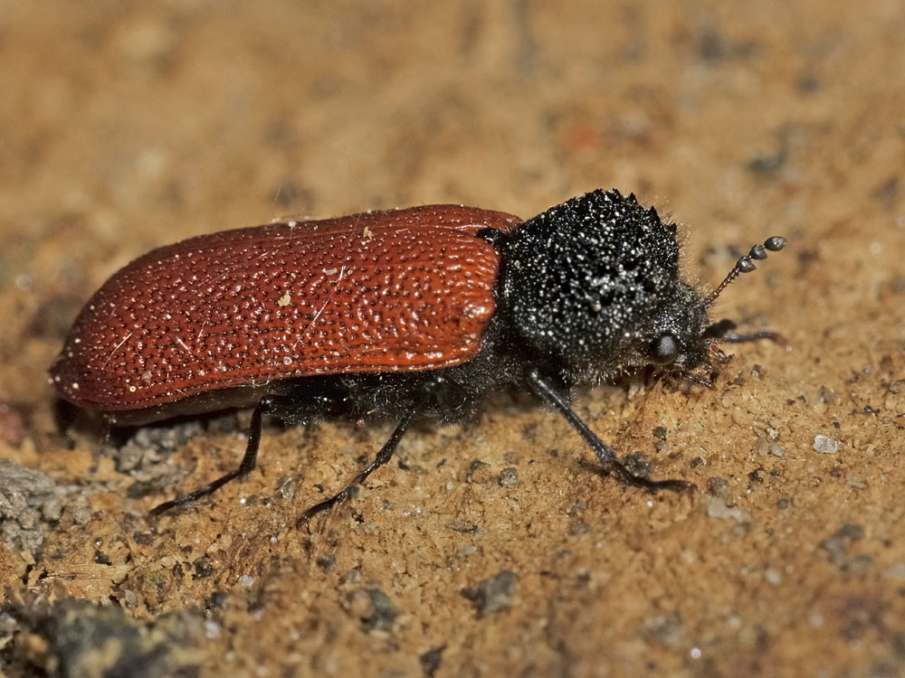 Bostrichus capucinus , Natura Mediterraneo | Forum Naturalistico