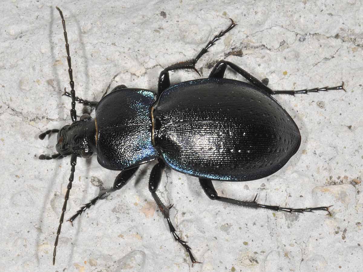 Carabus convexus, maschio , Natura Mediterraneo | Forum Naturalistico