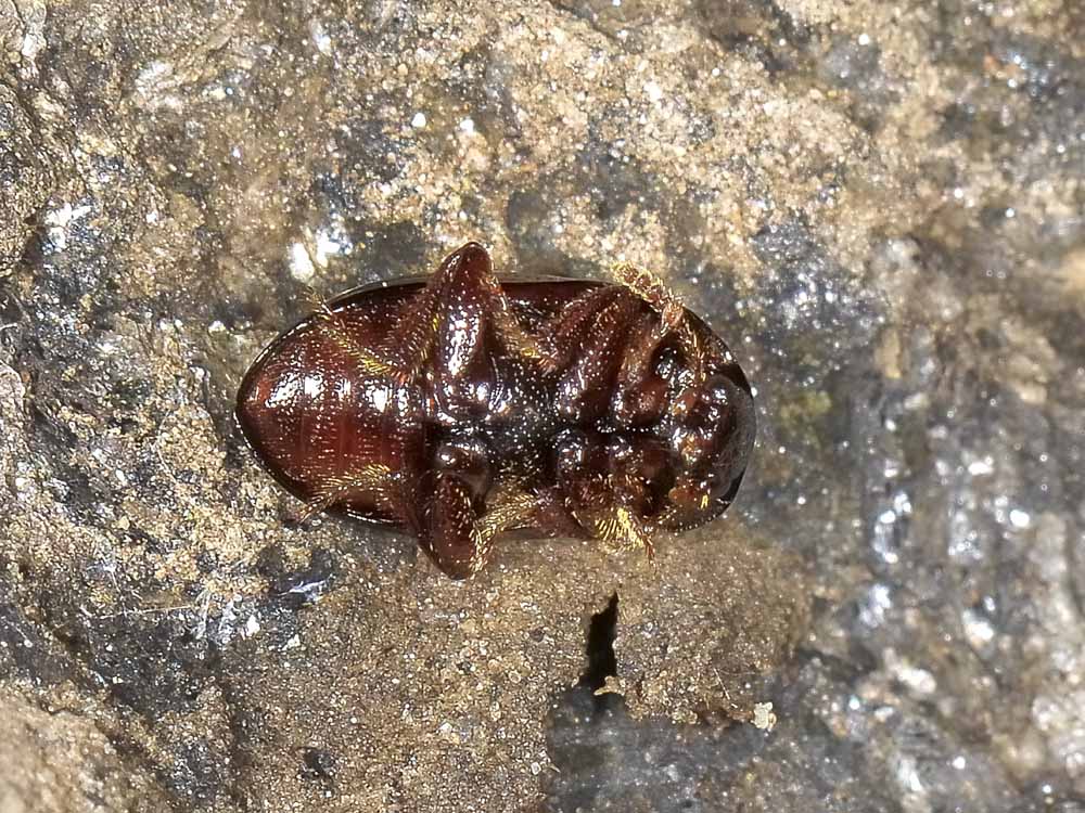 Agyrtes bicolor - Agyrtidae , Natura Mediterraneo | Forum Naturalistico