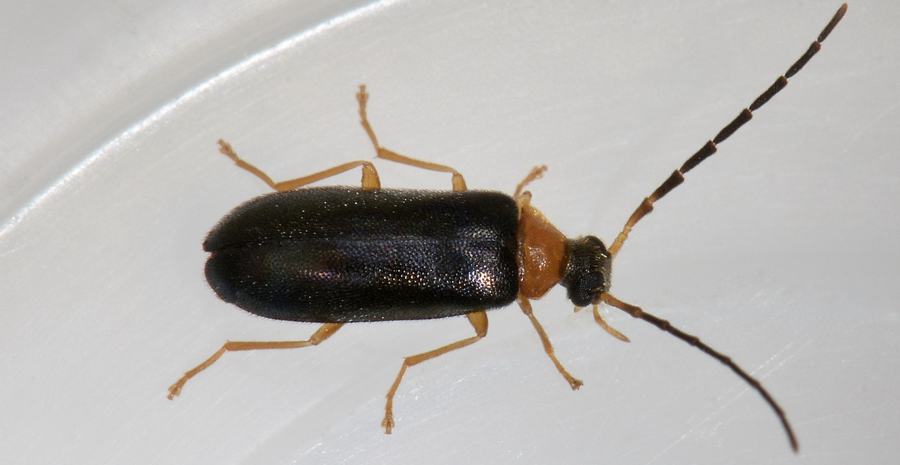 Melandryidae: Conopalpus cfr. brevicollis , Natura Mediterraneo | Forum ...