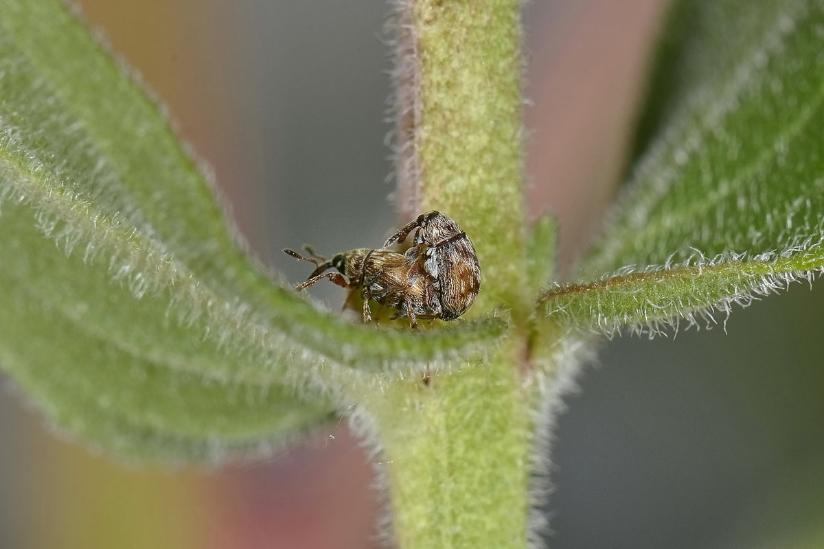 Nanophyidae: Nanophyes sp. e Dieckmanniellus sp. , Natura Mediterraneo ...