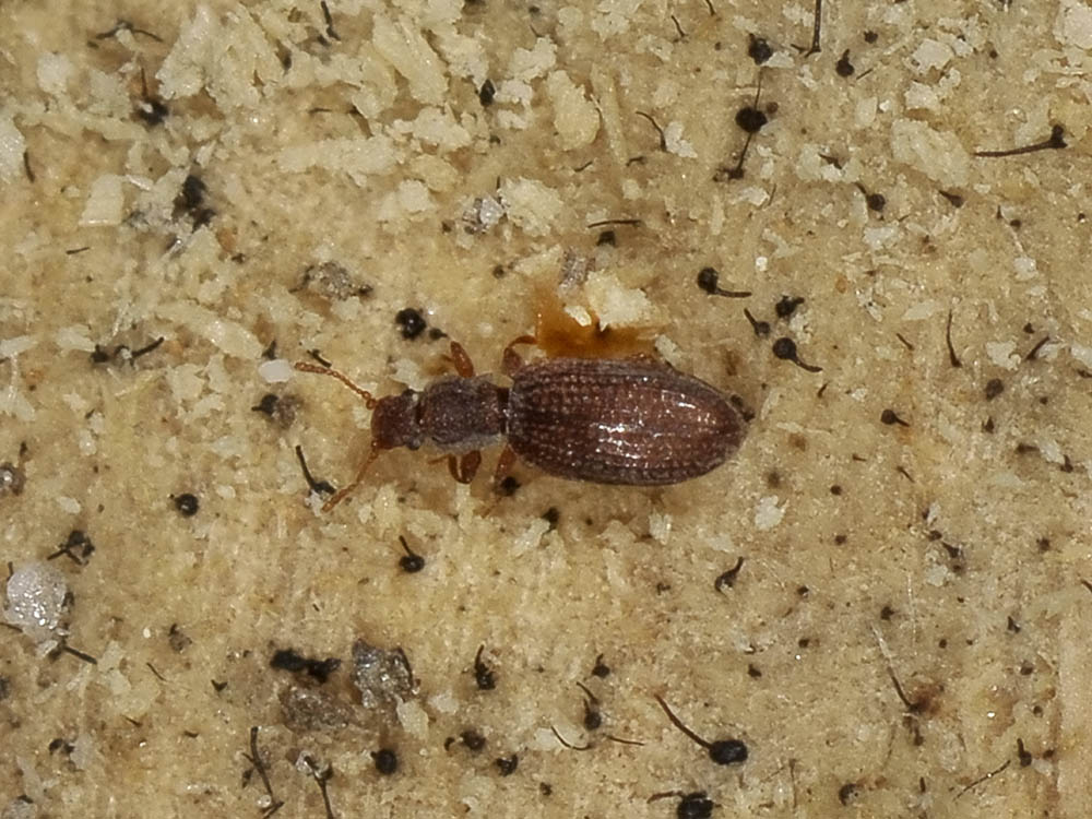 Dienerella sp. (Latridiidae) , Natura Mediterraneo | Forum Naturalistico