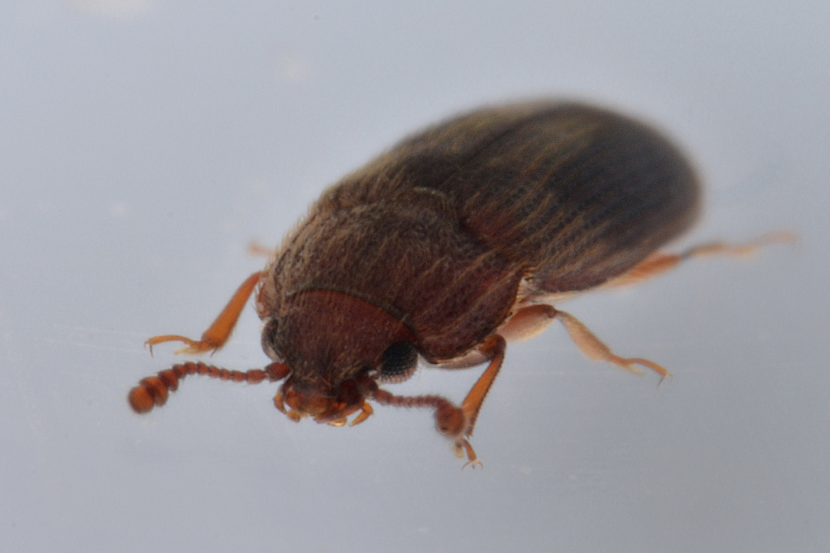 Biphyllidae: Diplocoelus sp? Sì, Diplocoelus fagi , Natura Mediterraneo ...
