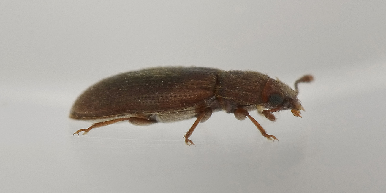 Diplocoelus fagi - Biphyllidae , Natura Mediterraneo | Forum Naturalistico