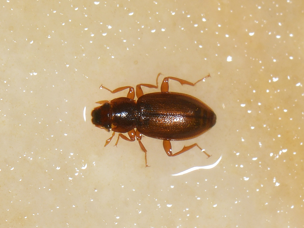 Coppia di Hydraenidae - Hydraena spinipes , Natura Mediterraneo | Forum ...