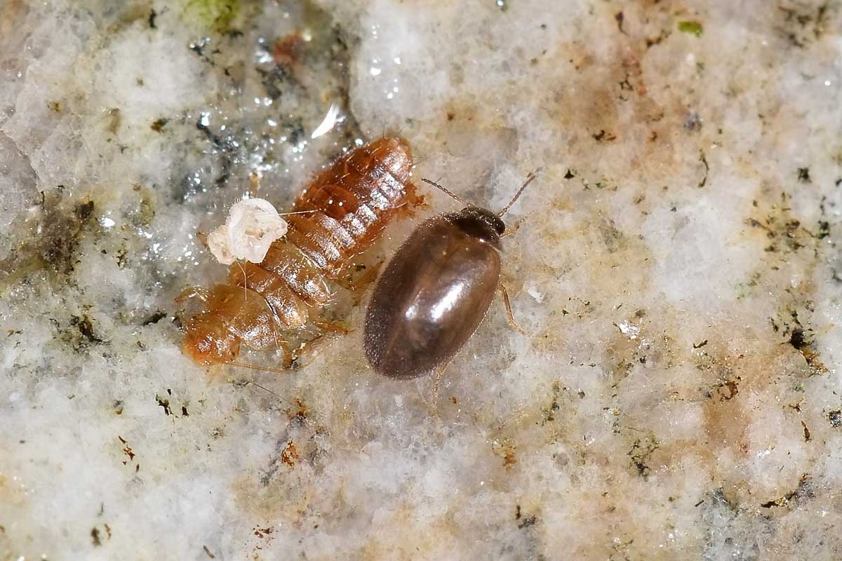 Scirtidae: Hydrocyphon sp. opp. Cyphon sp. con exuvie , Natura ...