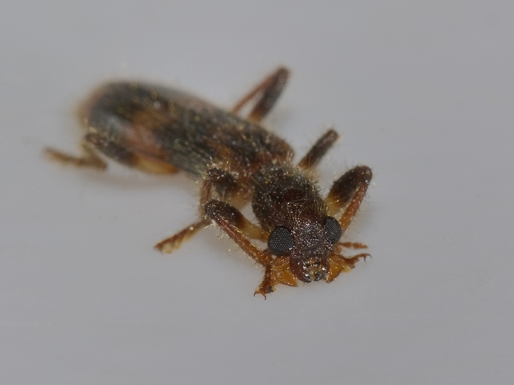 Cleridae: Opilo mollis o domesticus? Opilo mollis , Natura Mediterraneo ...