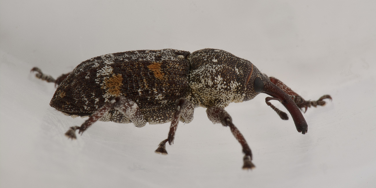 Curculionidae: Pissodes castaneus , Natura Mediterraneo | Forum ...