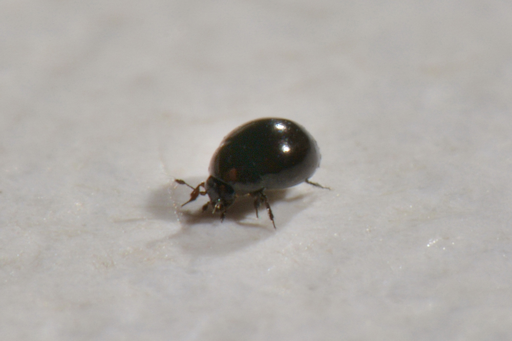 Sphaeriusidae: Sphaerius acaroides , Natura Mediterraneo | Forum ...