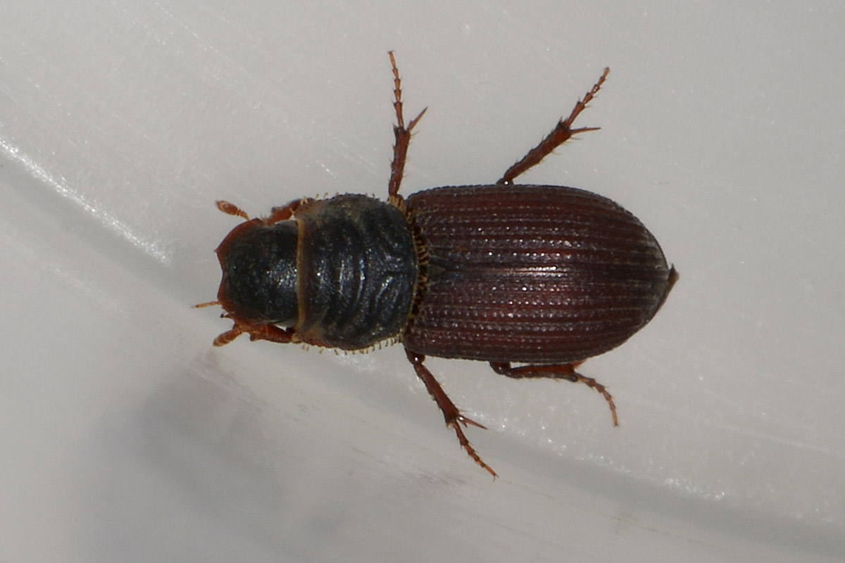 Rhyssemus sp? , Natura Mediterraneo | Forum Naturalistico