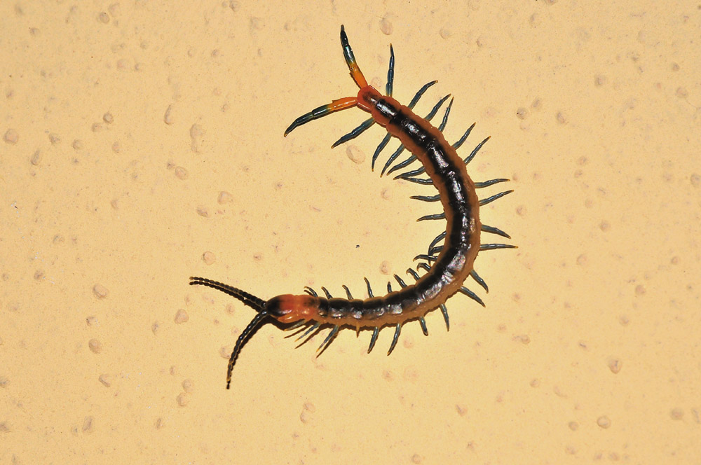 Scolopendra? , Natura Mediterraneo | Forum Naturalistico