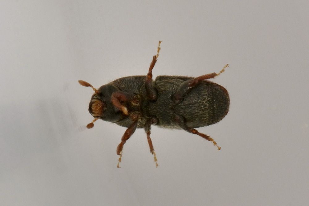 Scolytus sp. (Scolytidae) , Natura Mediterraneo | Forum Naturalistico