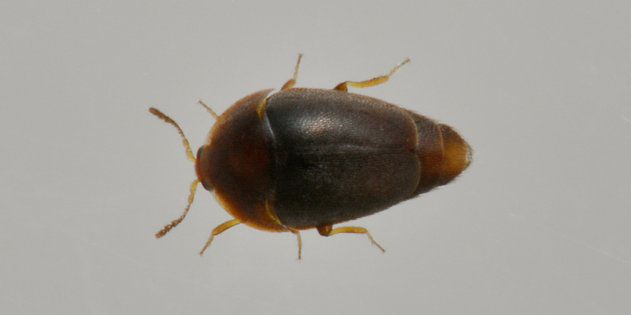 Corylophidae: Sericoderus lateralis? Sì , Natura Mediterraneo | Forum ...