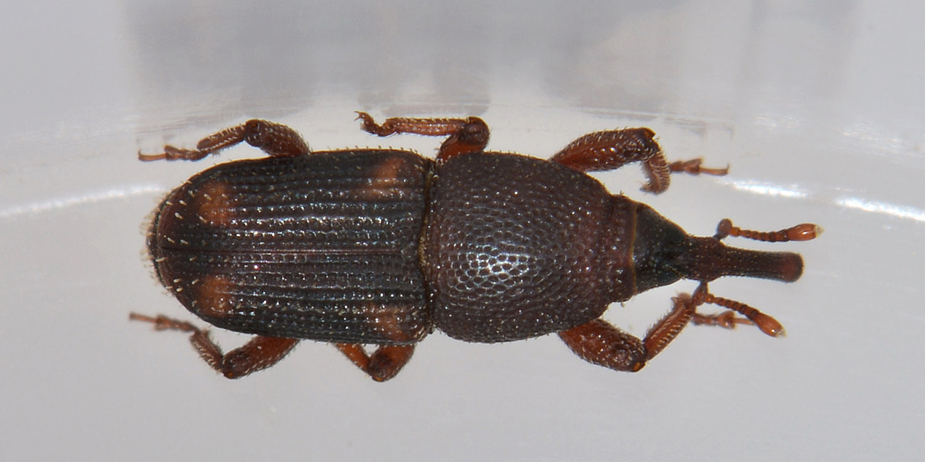 Dryophthoridae: Sitophilus sp. , Natura Mediterraneo | Forum Naturalistico