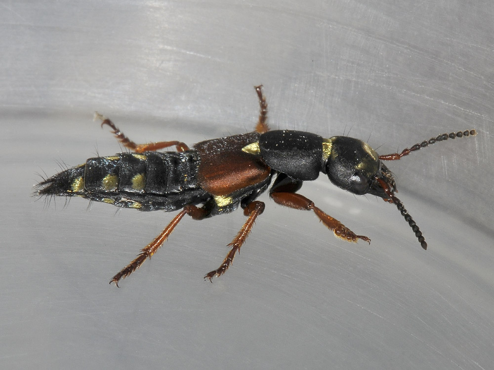 Staphylinidae da id. - Staphylinus erythropterus , Natura Mediterraneo ...