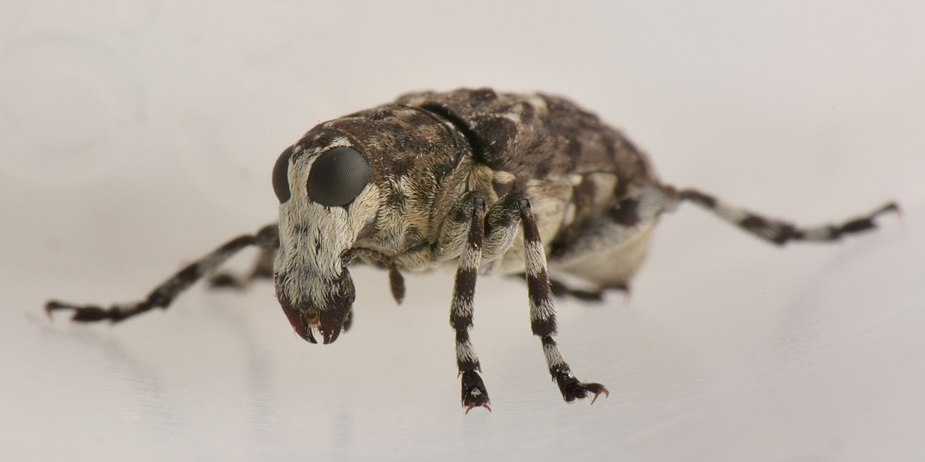 Anthribidae: Tropideres albirostris? Sì ! , Natura Mediterraneo | Forum ...