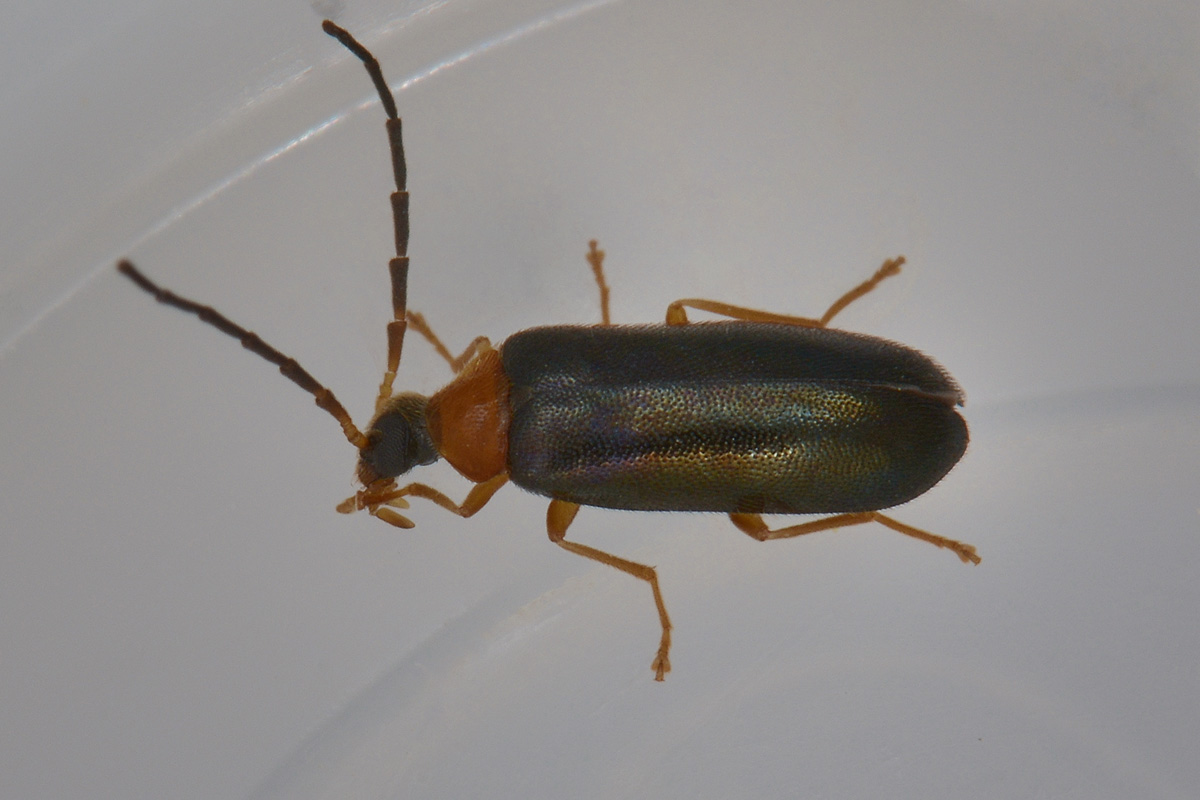 Melandryidae: Conopalpus cfr. brevicollis , Natura Mediterraneo | Forum ...
