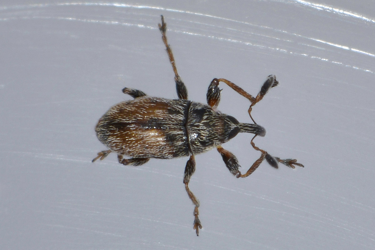 Nanophyidae: Nanophyes sp. e Dieckmanniellus sp. , Natura Mediterraneo ...