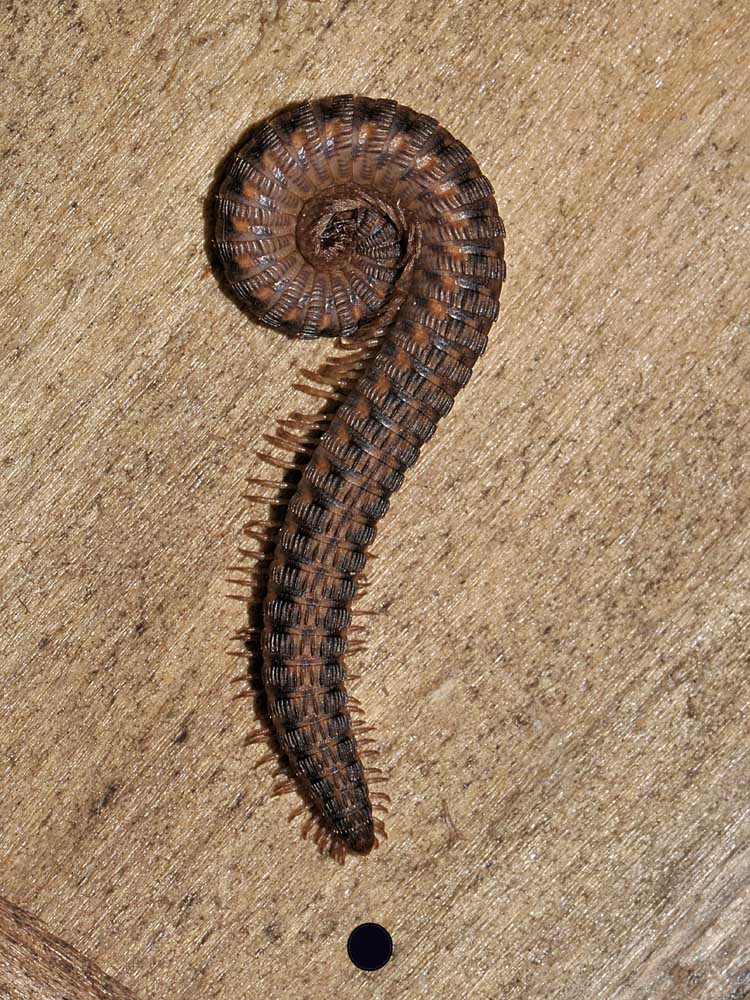 Callipus foetidissimus (Callipodida) , Natura Mediterraneo | Forum ...