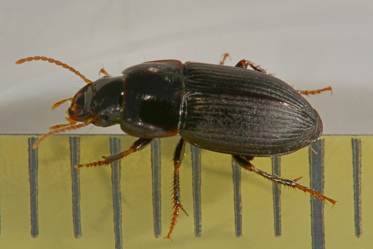 Carabidae: Harpalus sp.? H. modestus !!! , Natura Mediterraneo | Forum ...
